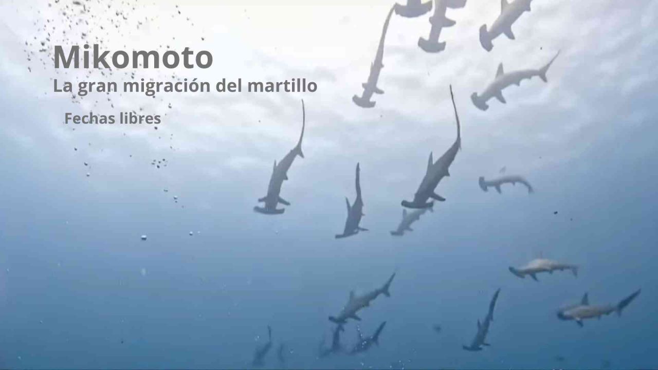 Mikomoto y sus tiburones martillo - Viajes de Buceo a Japon